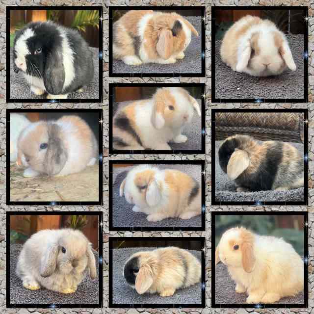 Mini lop Rabbits | Rabbits | Gumtree Australia Wyndham Area - Point ...
