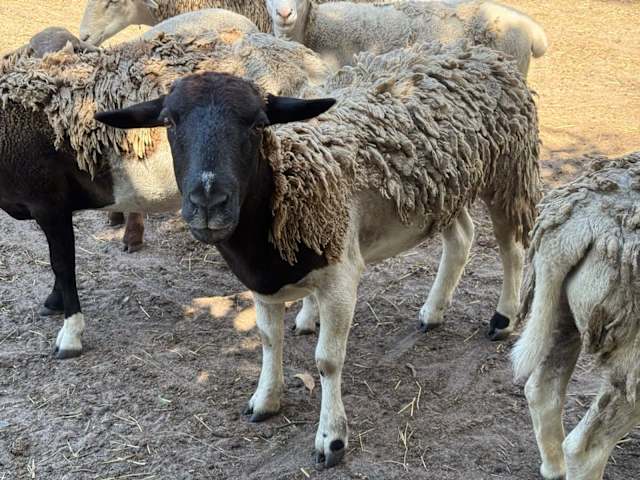 Dorper sheep ewes and wethers trainer mob | Livestock | Gumtree ...