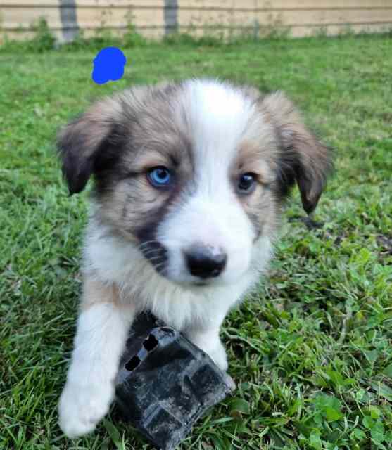 Ready now 8 wks Purebred Border Collie pups DNA clear | Dogs & Puppies ...