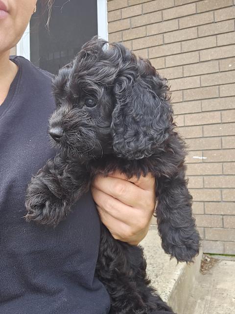 Black cavoodle puppies for sale | Dogs & Puppies | Gumtree Australia ...