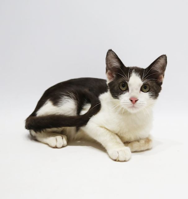 Snickers & Chocky-Male & Female FRIENDLY kittens ALL VET WORK DONE | Cats & Kittens | Gumtree ...