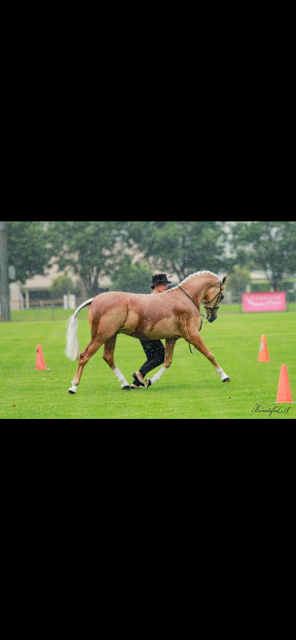 Stunning show pony | Horses & Ponies | Gumtree Australia Greater Taree ...