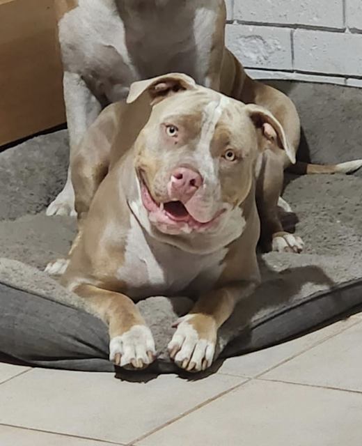 AMERICAN BULLY PUP-ABKC | Dogs & Puppies | Gumtree Australia Belmont ...