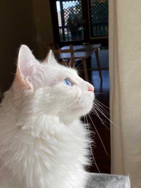 Snow white Khaomanee Hybrid with diamond blue eyes | Cats & Kittens ...