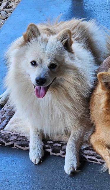 Beautiful Male Pomeranian X Spitz | Dogs & Puppies | Gumtree Australia ...