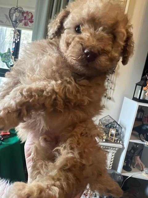 Beautiful Purebred Toy male Poodle pup | Dogs & Puppies | Gumtree ...