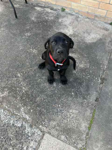 Border collie x rotweiler | Dogs & Puppies | Gumtree Australia ...