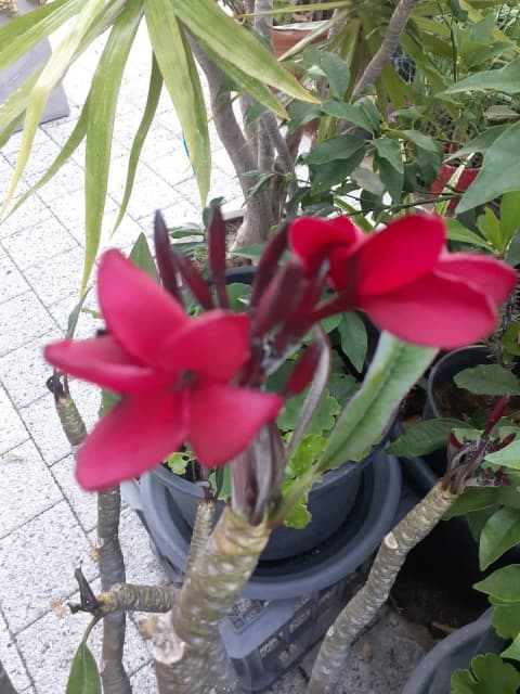 Blood red frangipani plants - Plants in Lathlain WA | Gumtree Australia