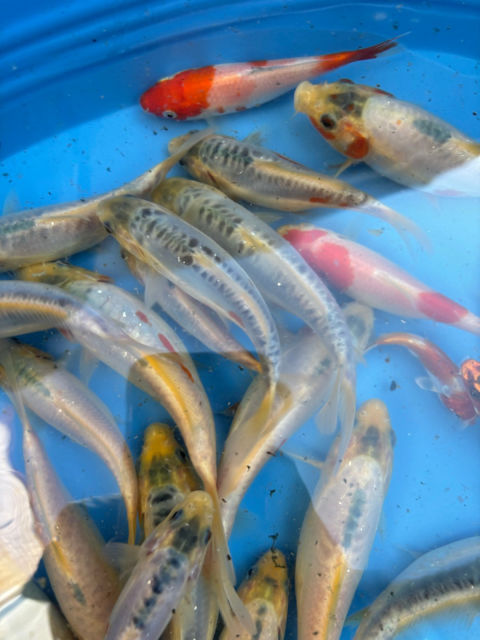 Baby koi from quality lines hana shusui showa kohaku | Fish | Gumtree ...