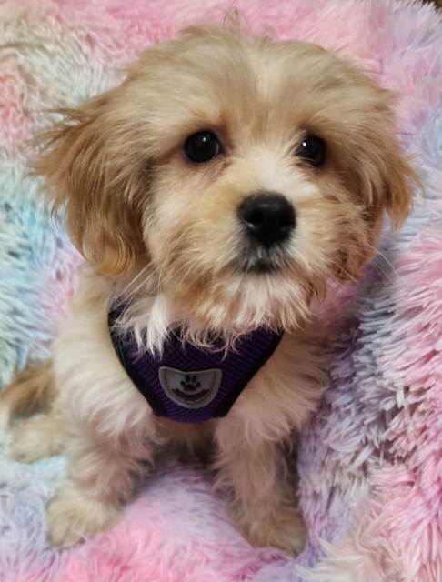 Sweet Moodle girl puppy 🐶 | Dogs & Puppies | Gumtree Australia Marion ...