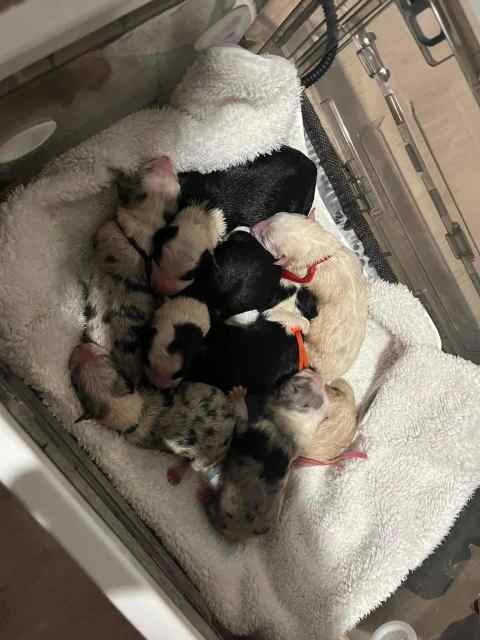 Purebred Border collies | Dogs & Puppies | Gumtree Australia Redland ...