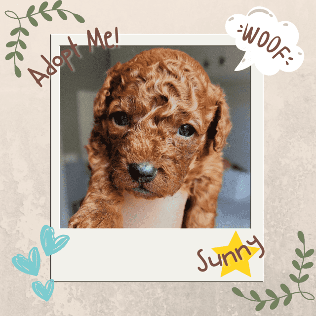 F1B Toy Cavoodle Puppy with Ruby Coat- Boy (Sunny) | Dogs & Puppies ...