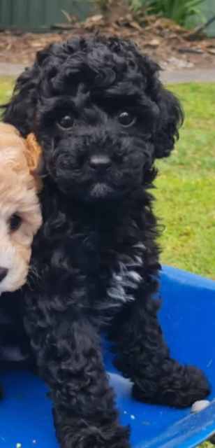 GorgeousSmallBlackToyCavoodles, Non-shedding, DNA clear | Dogs ...