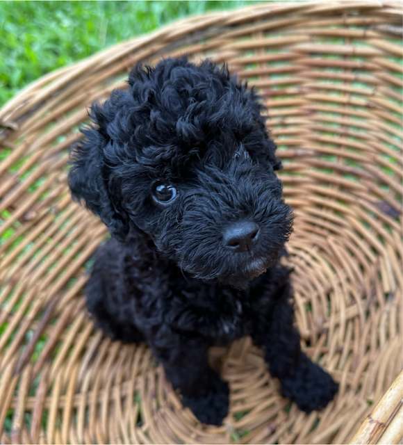 saharas Gorgeous jackapoo pups | Dogs & Puppies | Gumtree Australia ...