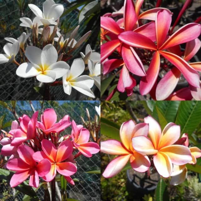 Frangipani trees, Plumeria - range of colours and sizes, from $28 ...