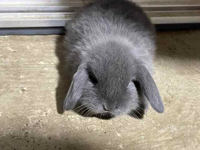 💜Pure Breed Mini Lop Rabbits💜 | Rabbits | Gumtree Australia Penrith ...
