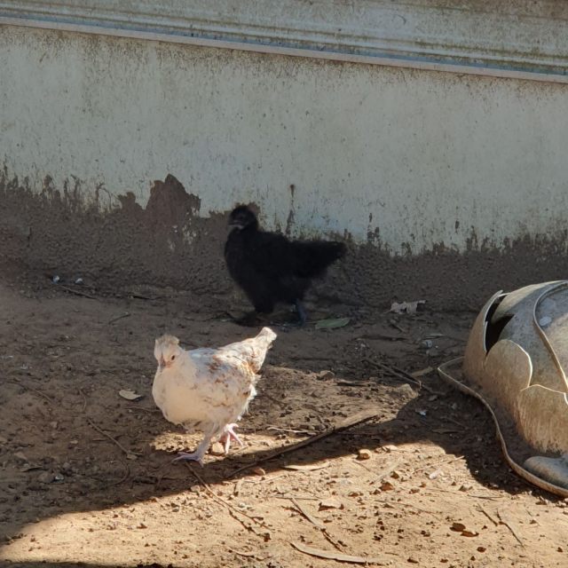 Guinea fowl ducks dutch bantam roosters and silkie roosters for sale ...