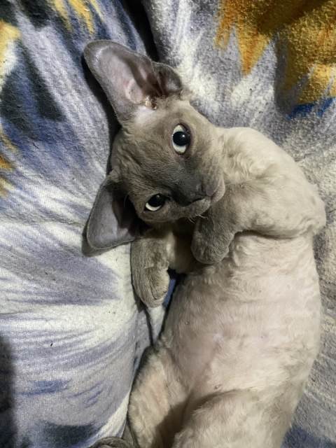 Super Cute Devon Female Kitten | Cats & Kittens | Gumtree Australia ...