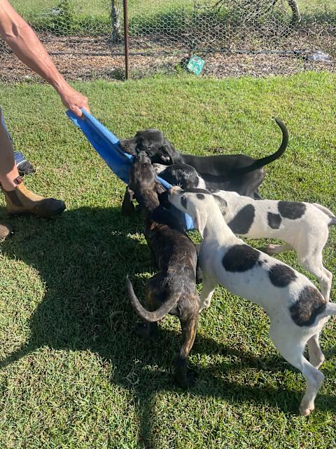 mastiff dane x mastiff pointer pups | Dogs & Puppies | Gumtree ...