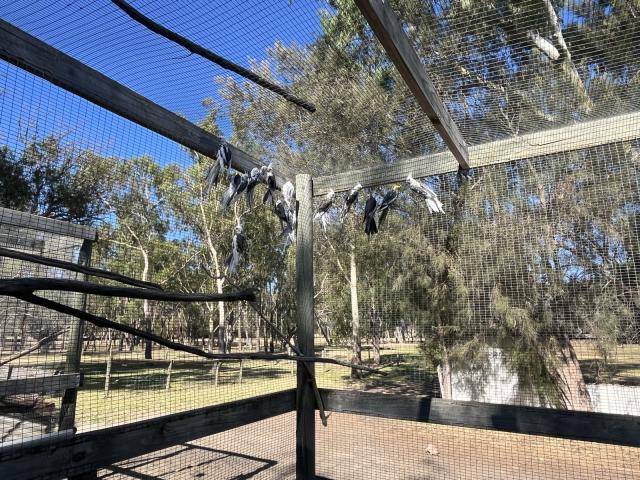 Aviary weiros (cockateils) | Birds | Gumtree Australia Rockingham Area ...