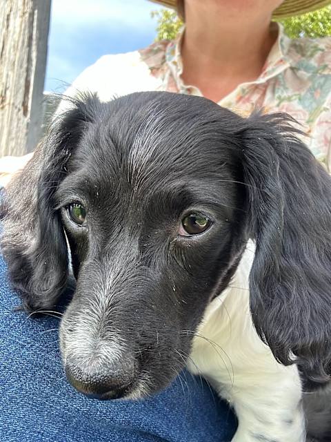 Longhair solid black piebald miniature dachshund puppy | Dogs & Puppies ...
