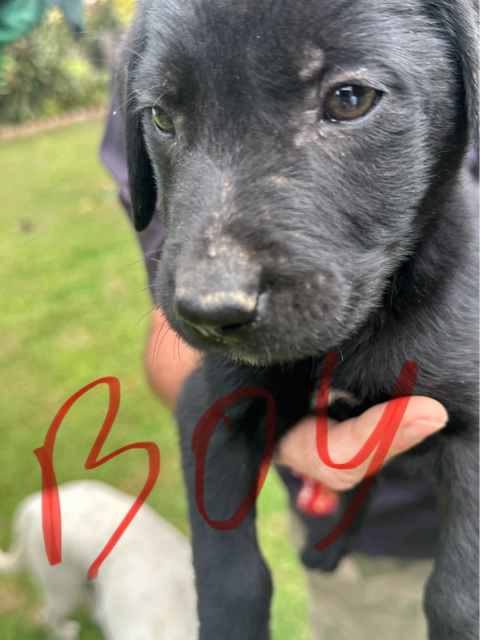 Labrador cross puppies | Dogs & Puppies | Gumtree Australia Pine Rivers ...