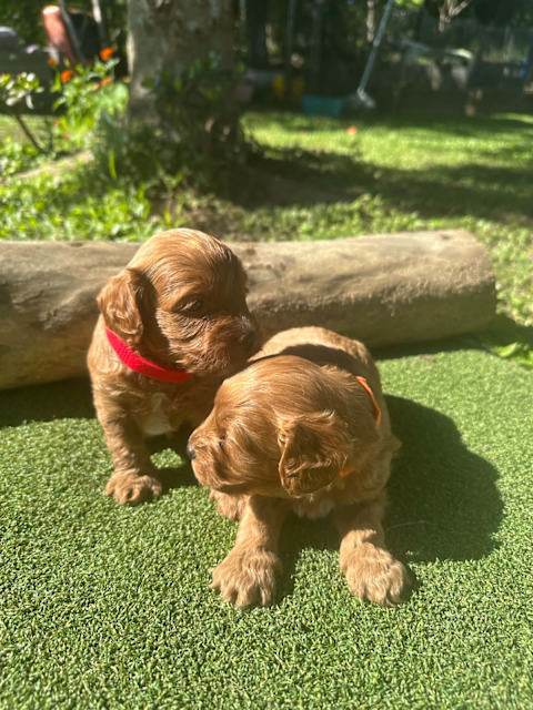 Ruby red Cavoodle puppies | Dogs & Puppies | Gumtree Australia Ipswich ...