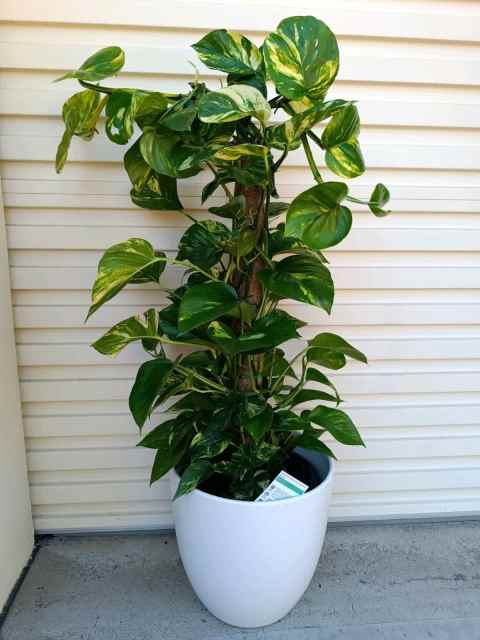 Golden pathos ( Epipremnum plant) outer pot - Plants in Adelaide CBD SA ...