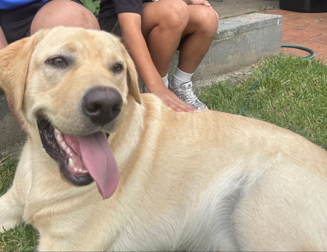Rehome: 8 month Labrador | Dogs & Puppies | Gumtree Australia Fairfield ...