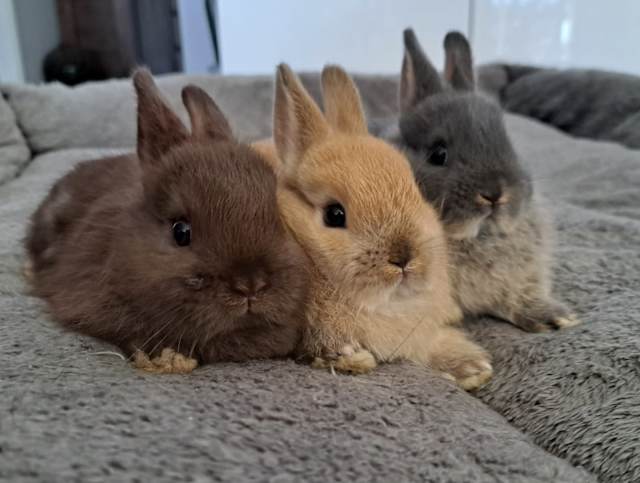 Baby Pure Bred Netherland Dwarf Rabbits | Rabbits | Gumtree Australia ...
