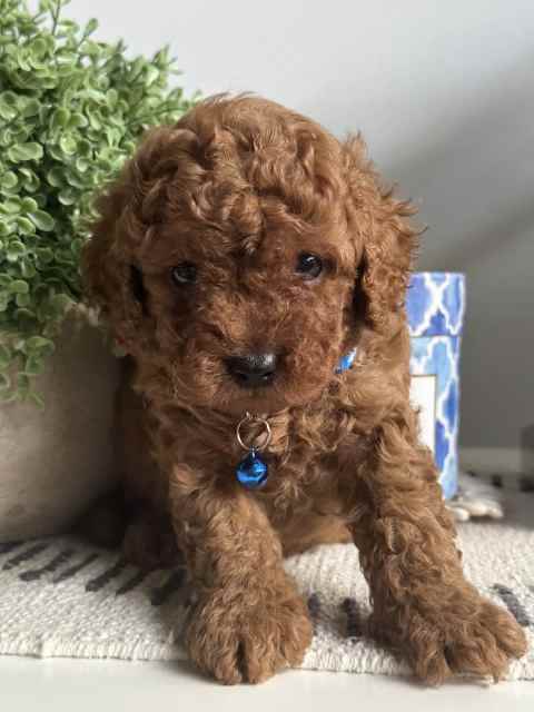 Toy Cavoodle Pups, Available Now! DNA Clear ! | Dogs & Puppies ...