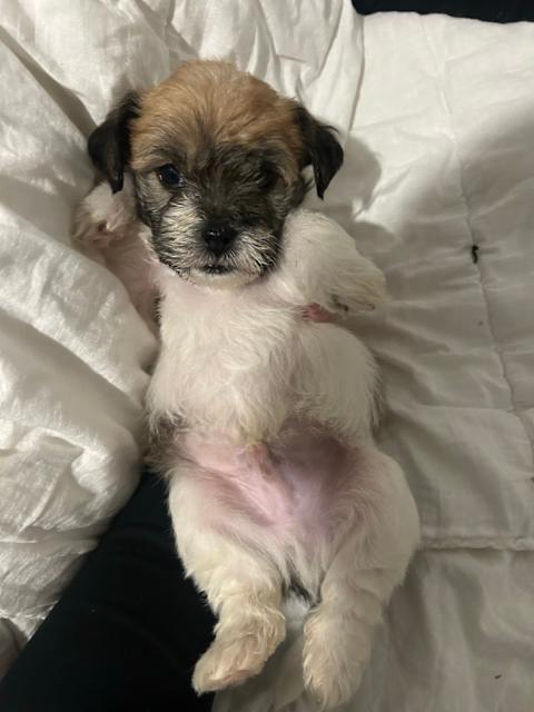 Adorable Bichon Frise x Jack Russell Puppies | Dogs & Puppies | Gumtree ...