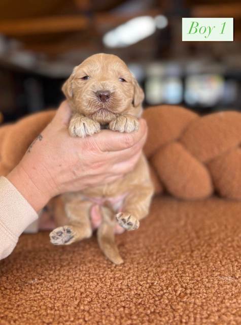 Mini Groodle puppies!! Golden retriever x Miniature Poodle | Dogs ...
