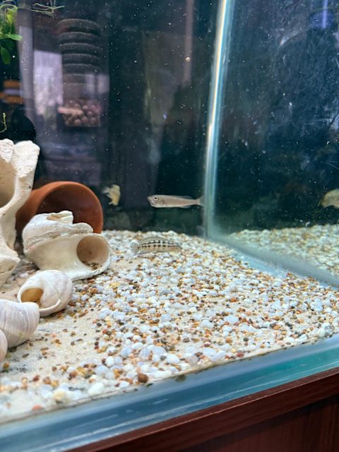 Breeding colony of Sardine cichlids | Fish | Gumtree Australia Stirling ...