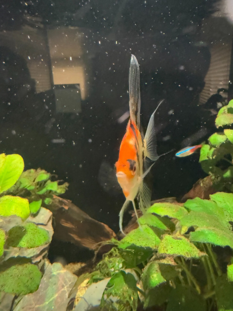 Freshwater Fish L134 Adults, Super Red longfins, Red Devil angelfish ...