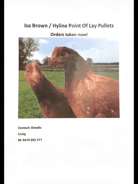 Isa Brown / Hy Line Pullets & young chickens available ( FREE RANGE ...