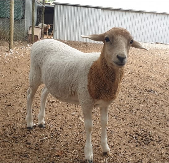 3 Mini Wether Lambs - Harlequin Miniature Sheep | Livestock | Gumtree ...