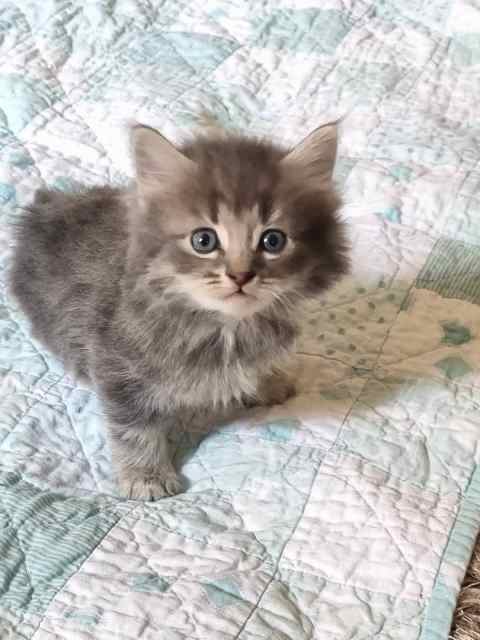 Gorgeous Ragdoll x Bengal &Tortoiseshell looking for their forever hom ...