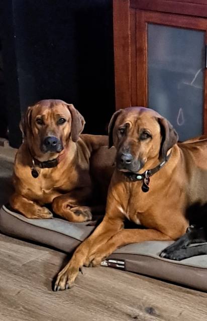 rhodesian ridgeback | Dogs & Puppies | Gumtree Australia Albany Area ...