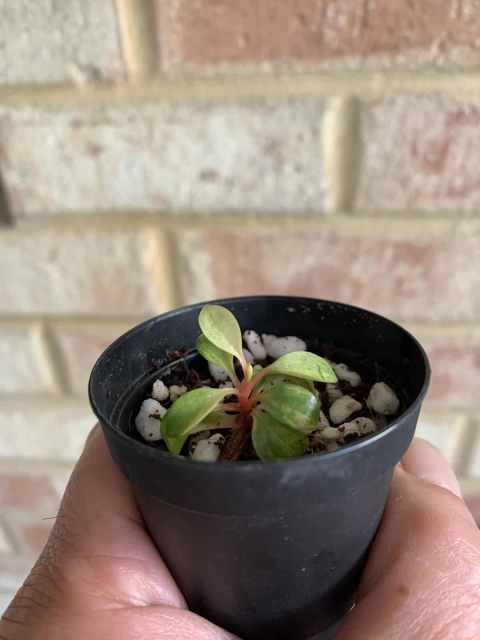 Philodendron Red Congo highly variegated - Plants in Dianella WA ...