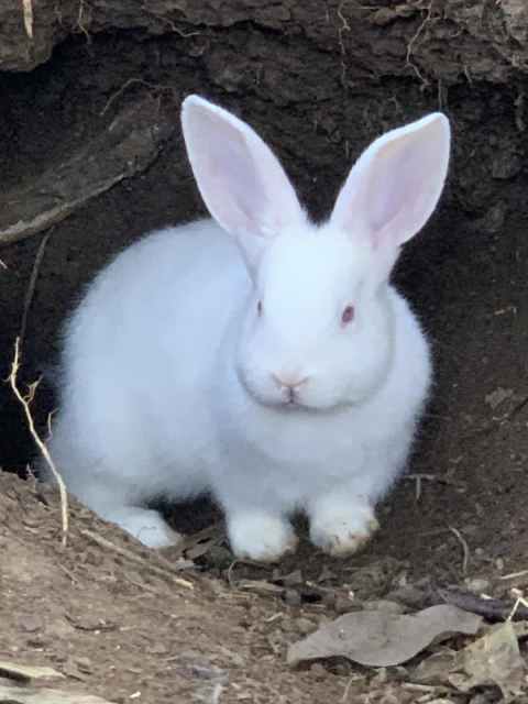 Rabbits Giant Flemish x Nz White | Rabbits | Gumtree Australia Lismore ...