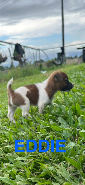 Genetic Stumpy Tail Jack Russell | Dogs & Puppies | Gumtree Australia ...