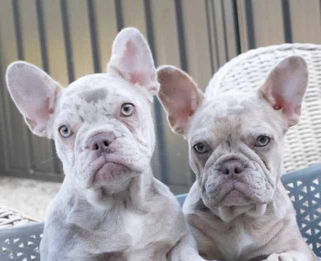 French bulldog 🌈Isabella Merle 💓puppy | Dogs & Puppies | Gumtree ...