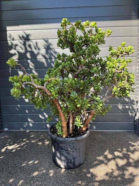 Jade succulent pot plant - 1.5M tall with pot - Plants in Balwyn VIC ...