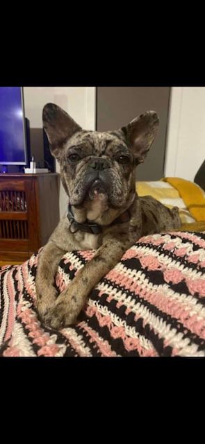 Merle French Bulldog female for sale (Mavis) | Dogs & Puppies | Gumtree ...