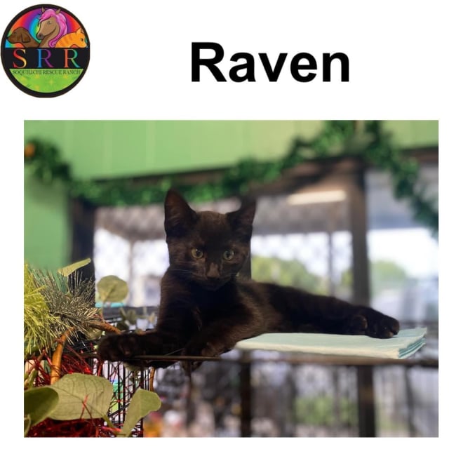 Raven - Soquilichi Rescue Ranch | Cats & Kittens | Gumtree Australia ...