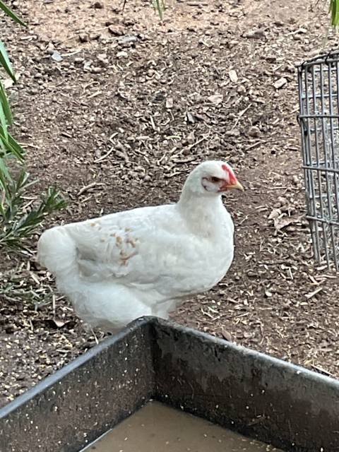 CHICKENS - 11 weeks old | Livestock | Gumtree Australia Lockyer Valley ...