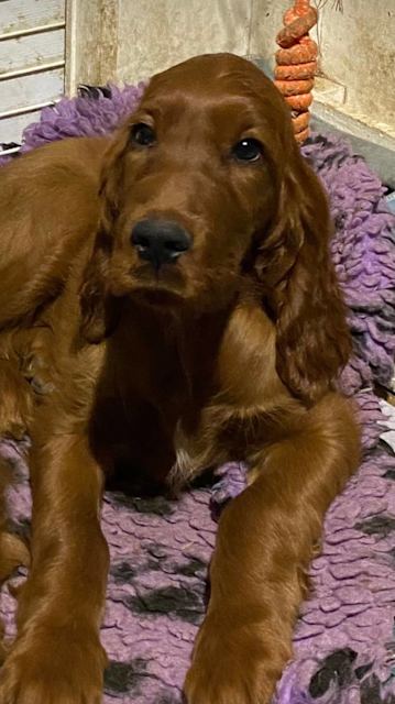 IRISH SETTER FEMALE PUP | Dogs & Puppies | Gumtree Australia Murray ...