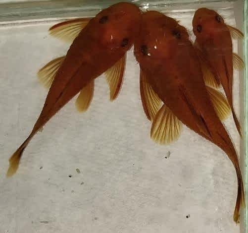 Super red, Peppermint and Common Bristlenose - Aquarium fish | Fish ...