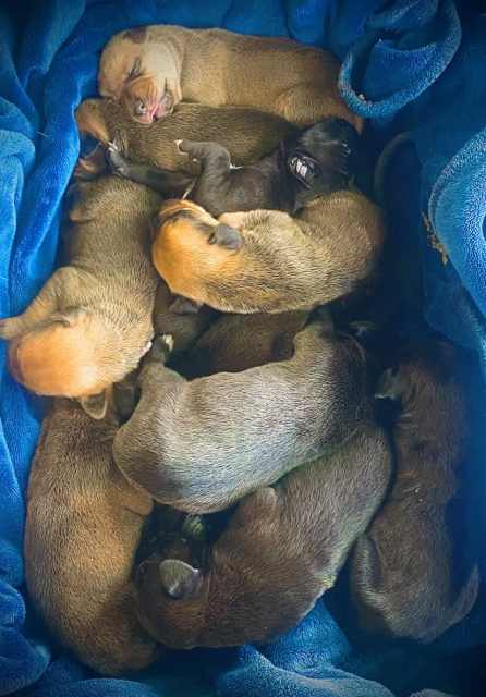 Boxer x Doberman x ridgeback pups | Dogs & Puppies | Gumtree Australia ...